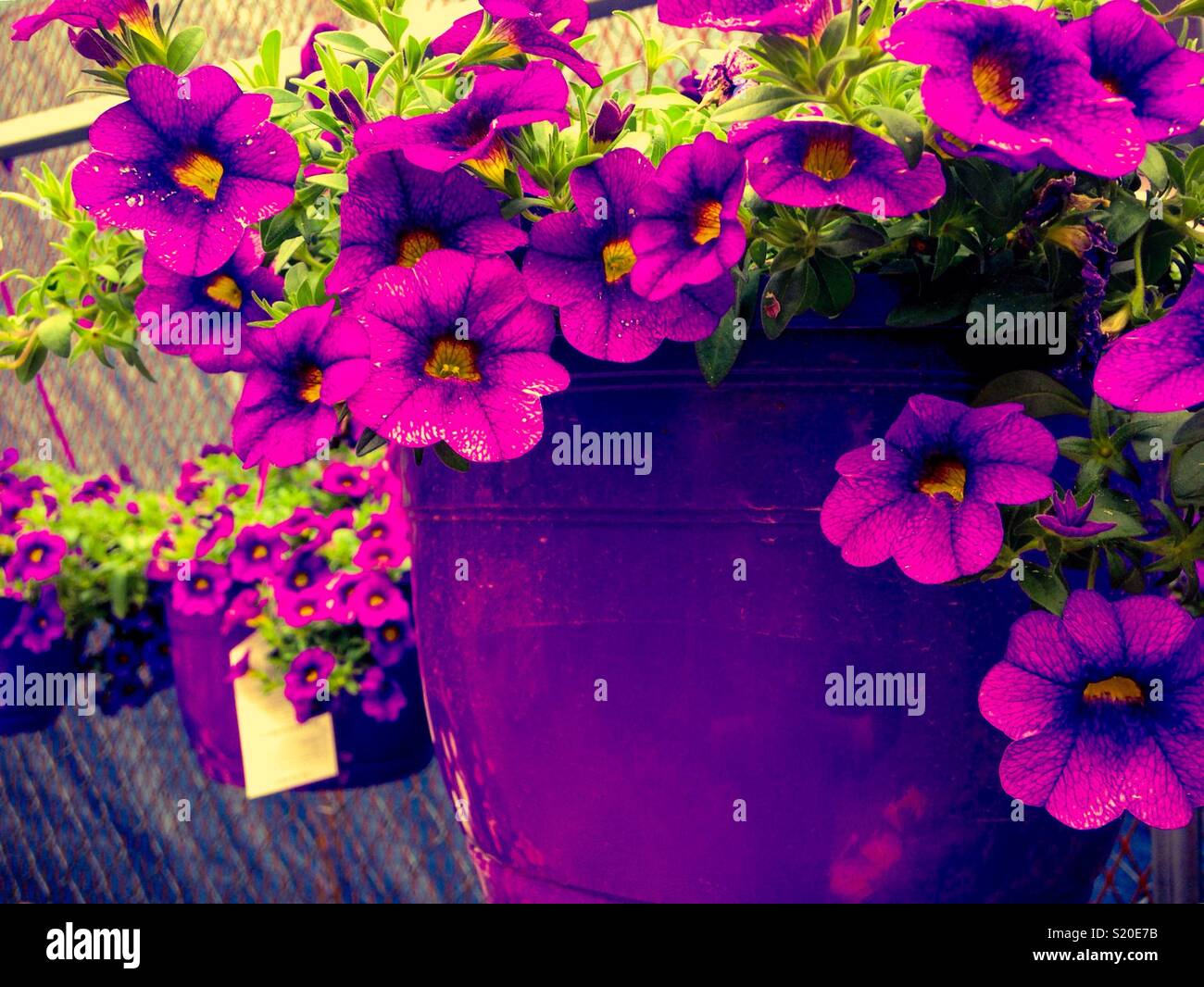 Calibrachoa Purple High Resolution Stock Photography and Images - Alamy