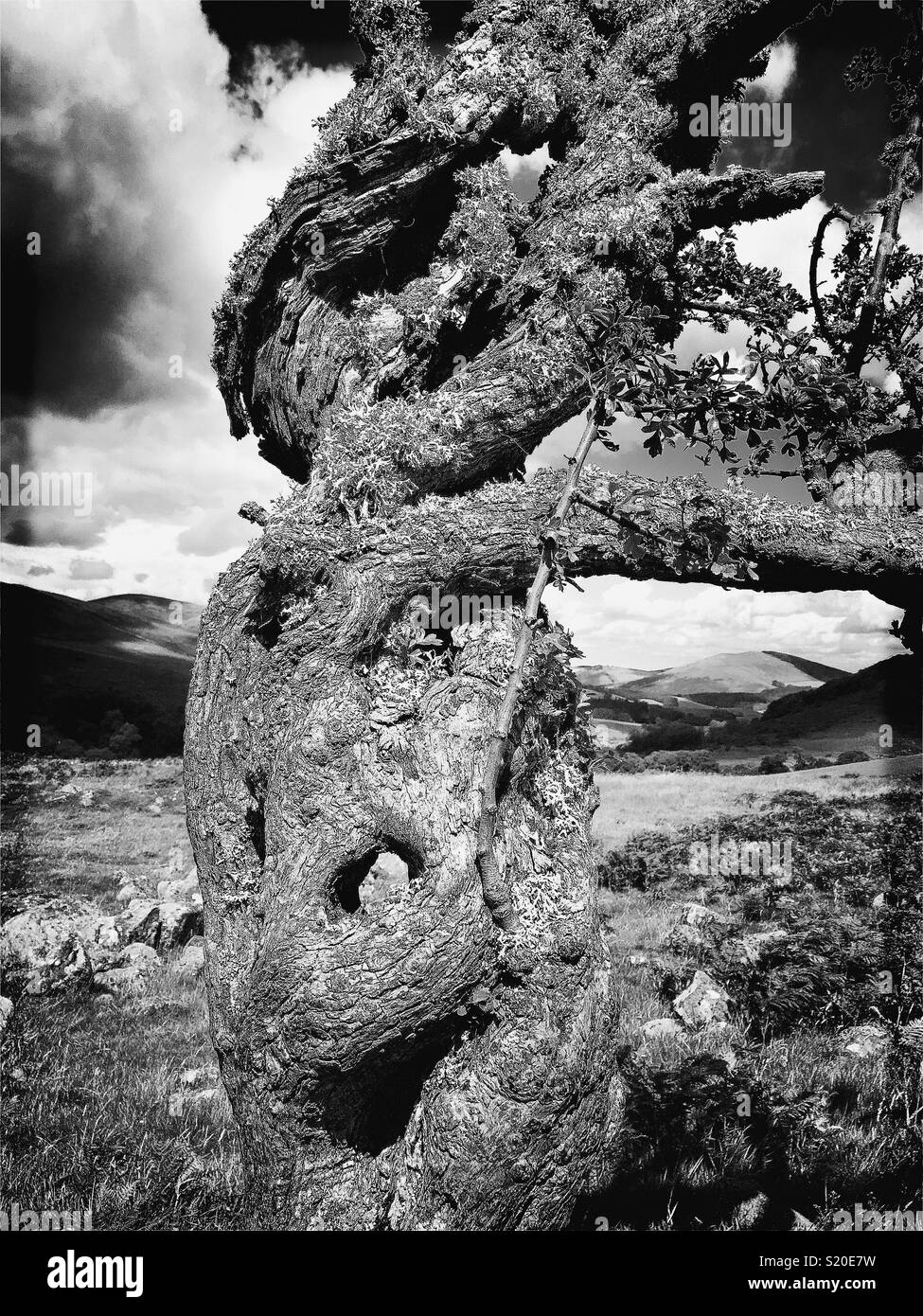 Wind blown tree hi-res stock photography and images - Alamy