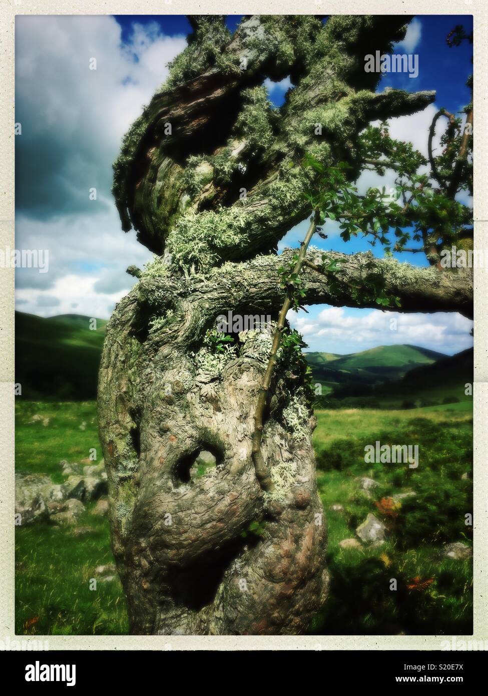 Wind blown tree hi-res stock photography and images - Alamy