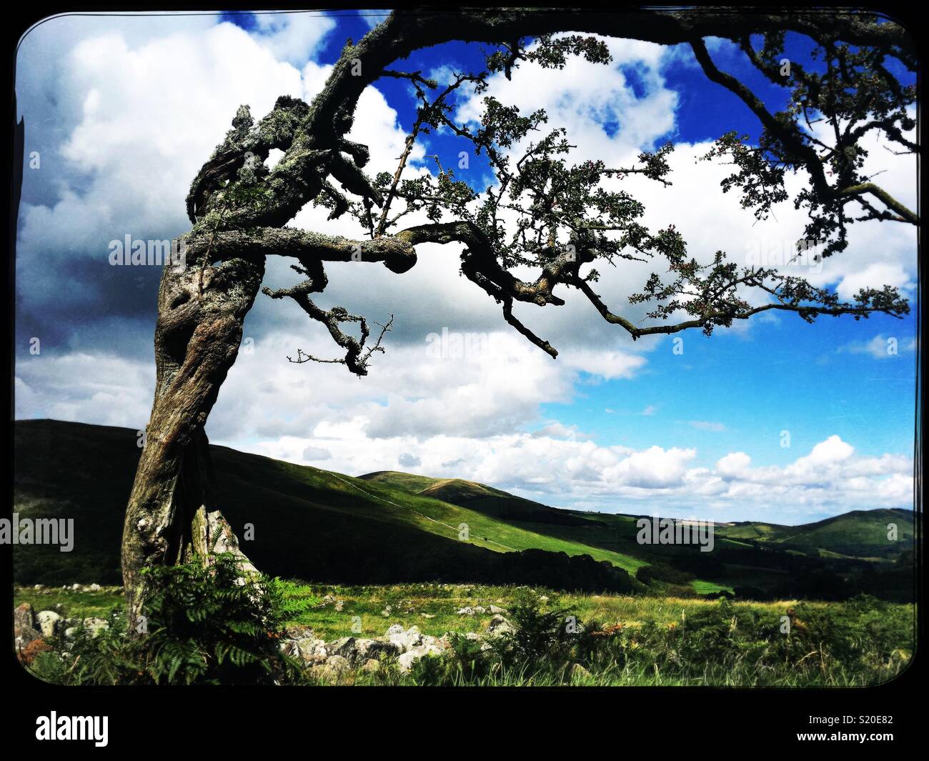 Wind blown tree hi-res stock photography and images - Alamy