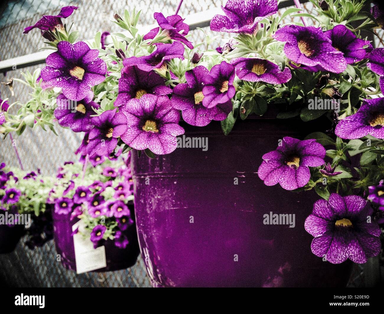 Calibrachoa hi-res stock photography and images - Alamy
