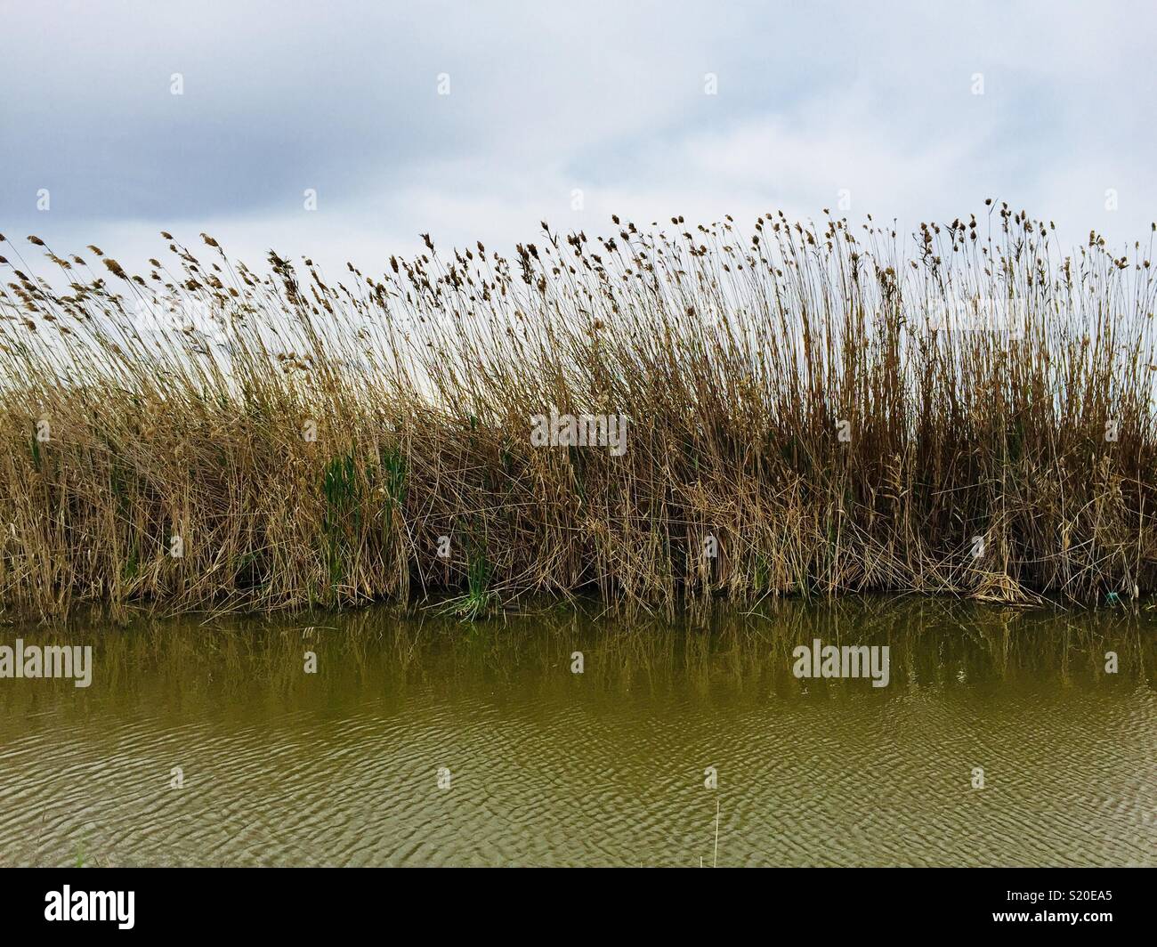 River reeds hi-res stock photography and images - Alamy