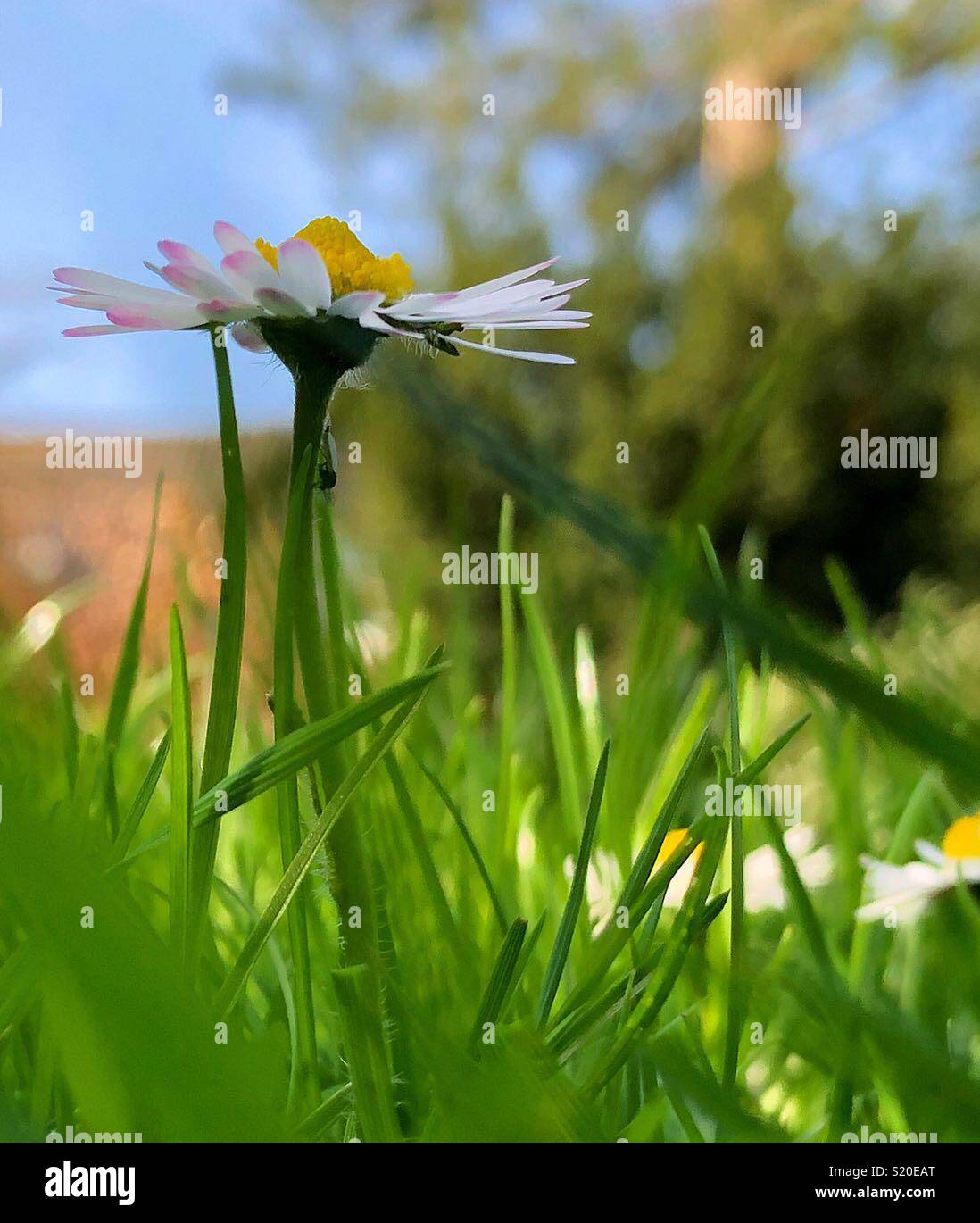 Daisy in the garden Stock Photo - Alamy