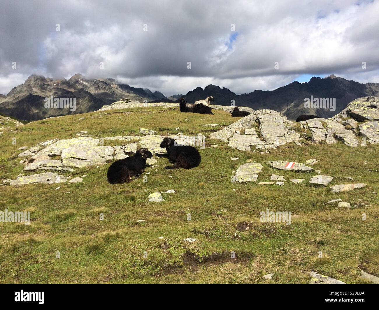 Austria goats hi-res stock photography and images - Alamy