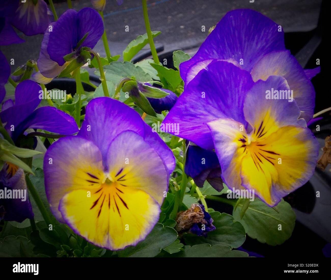Purple and yellow Violas in the garden center Stock Photo - Alamy