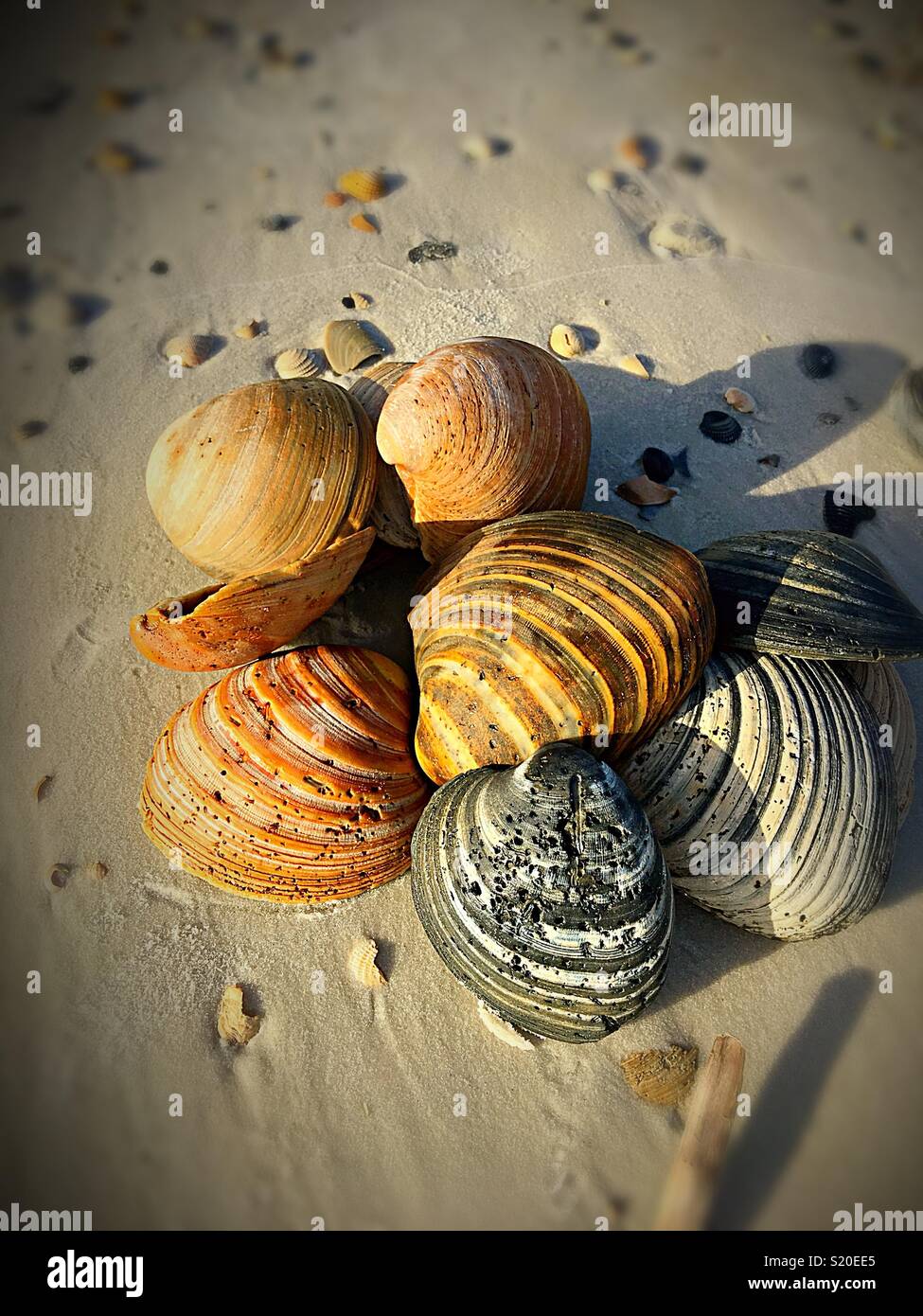 Large shells hi-res stock photography and images - Alamy