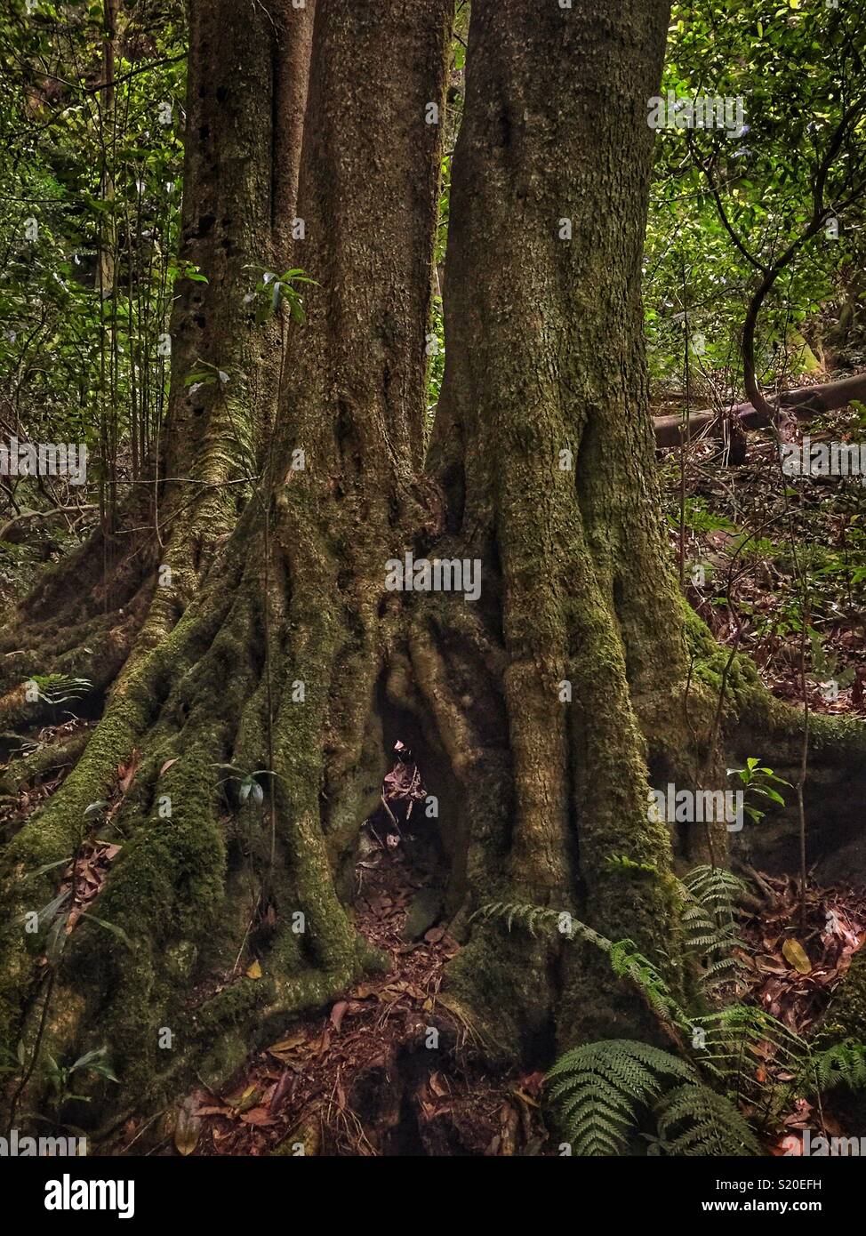 Coachwood hi-res stock photography and images - Alamy