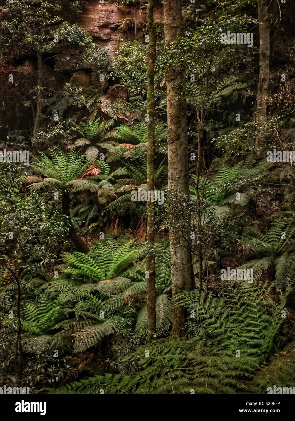 Soft Tree-ferns (Dicksonia antarctica) and Coachwood (Ceratopetalum ...