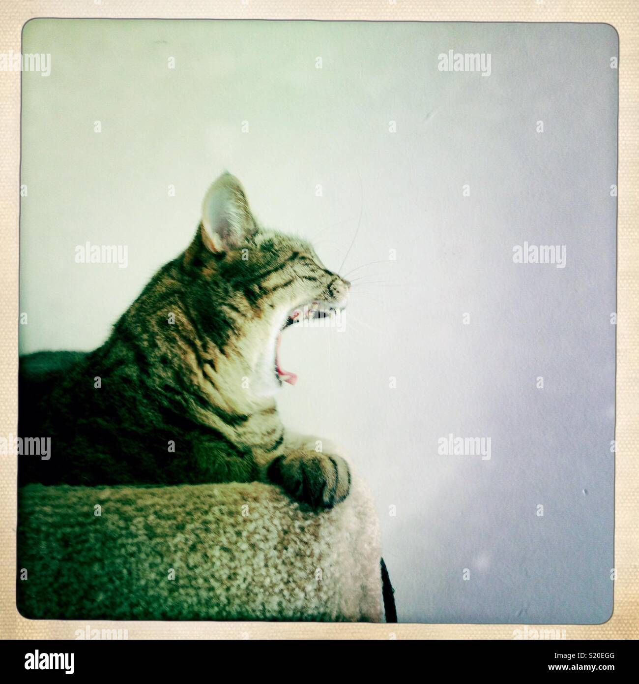 Huge kitty yawn Stock Photo - Alamy