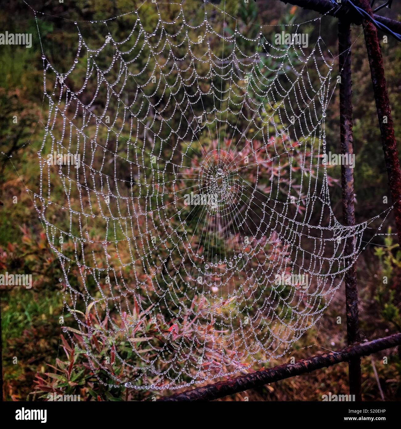 Spider web in fog, Prince Henry Cliff Walk, Leura, Blue Mountains ...