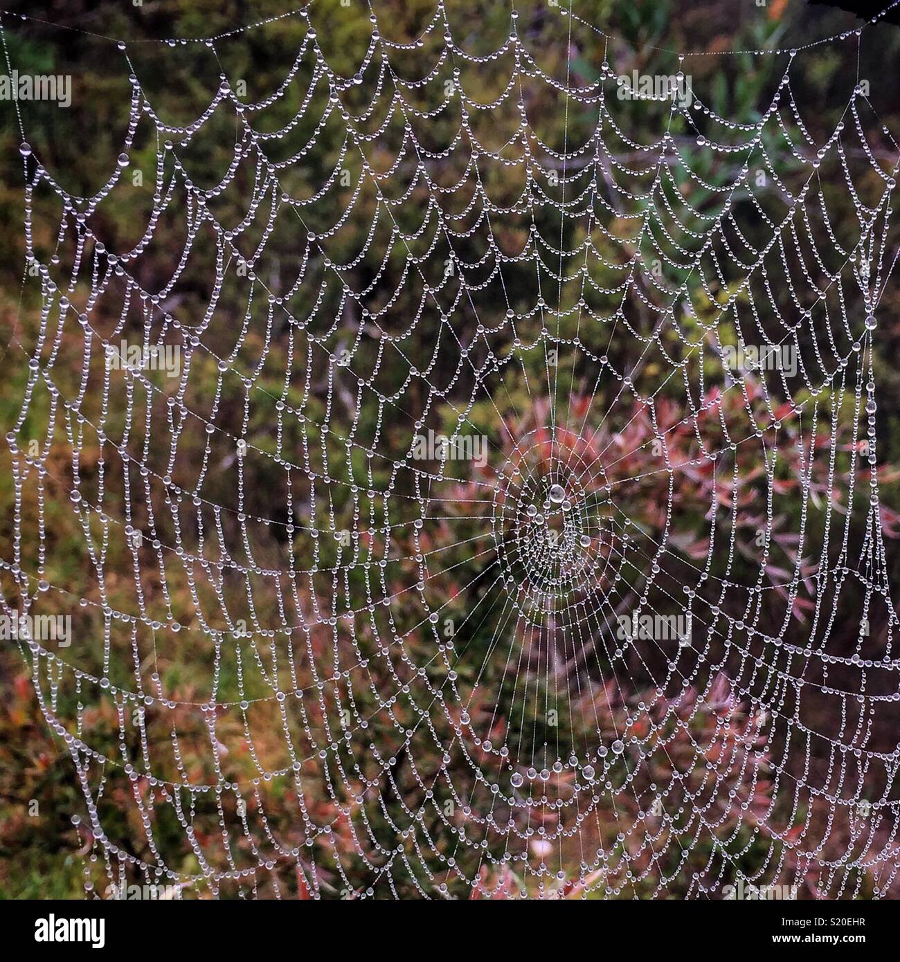 Spider web in fog, Prince Henry Cliff Walk, Leura, Blue Mountains ...