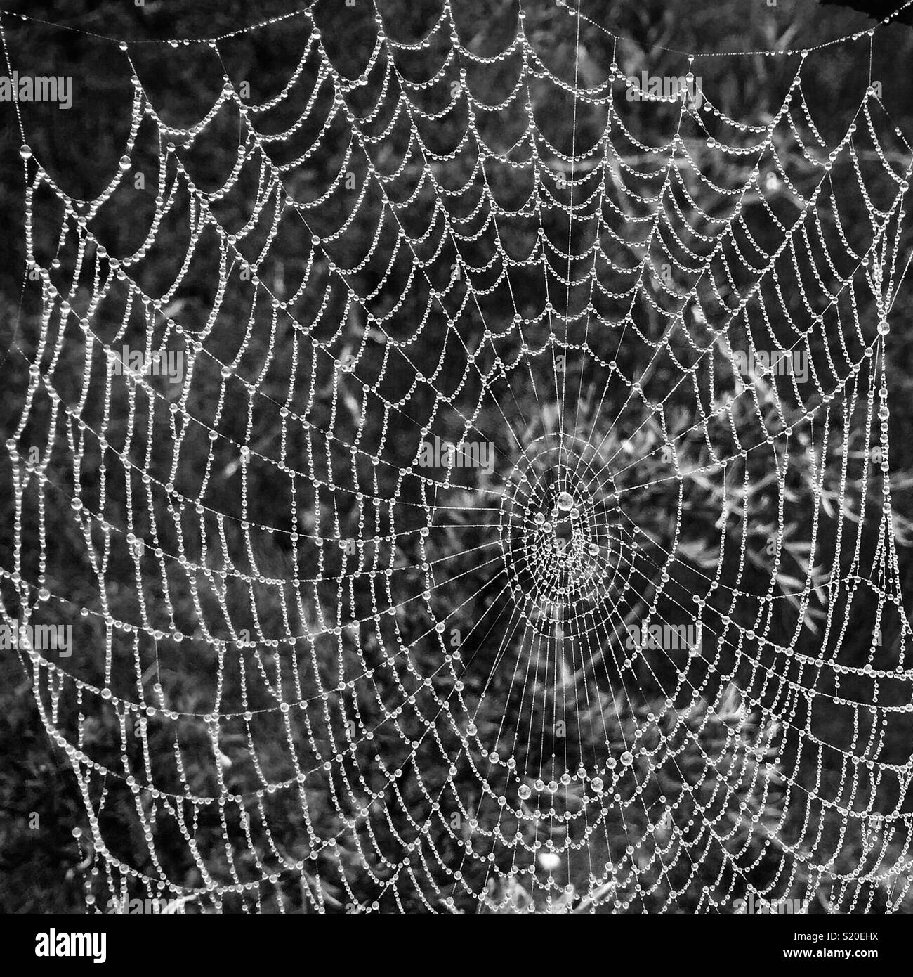 Spider web in fog, Prince Henry Cliff Walk, Leura, Blue Mountains ...