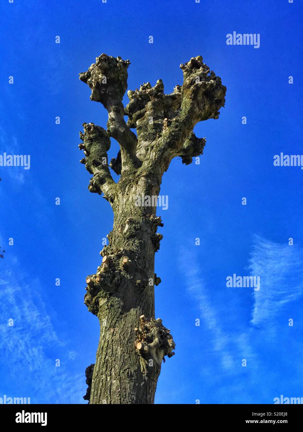 Pollarded lime tree hi-res stock photography and images - Alamy