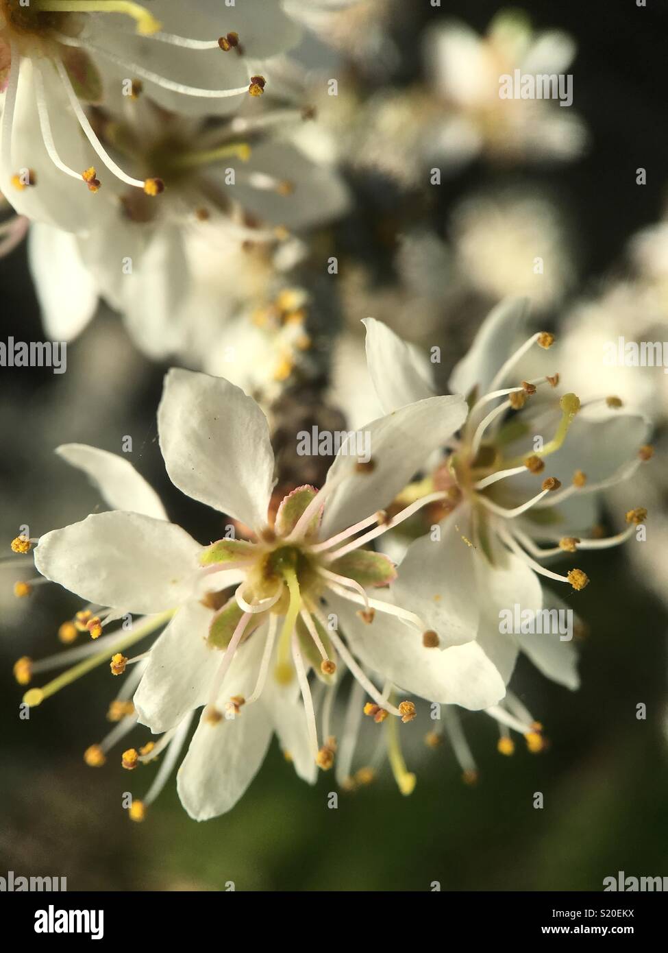 May Flower High Resolution Stock Photography and Images - Alamy