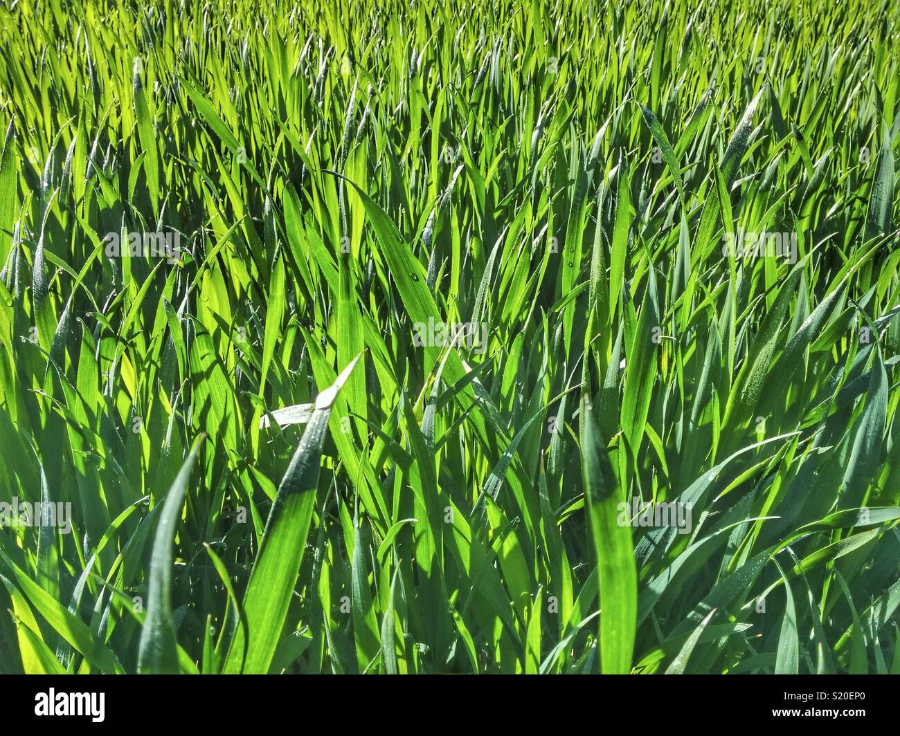 Growing wheat hi-res stock photography and images - Alamy