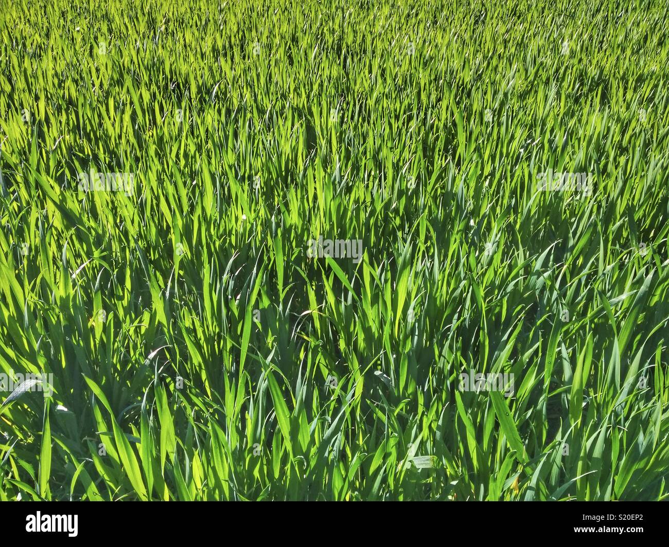 Growing wheat hi-res stock photography and images - Alamy