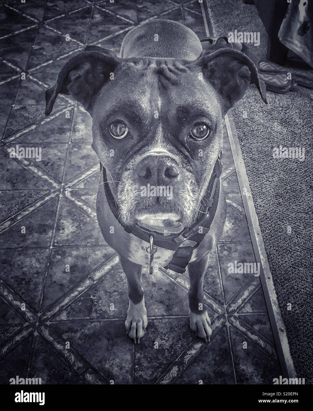 Very Serious Dog Stock Photo - Alamy