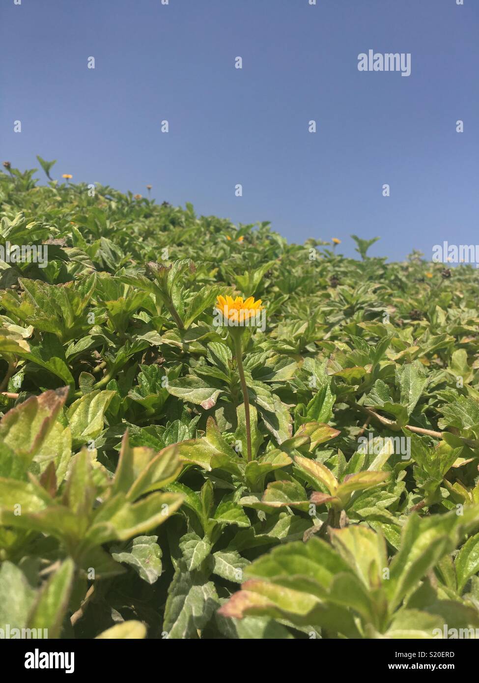 Yellow hope hi-res stock photography and images - Alamy