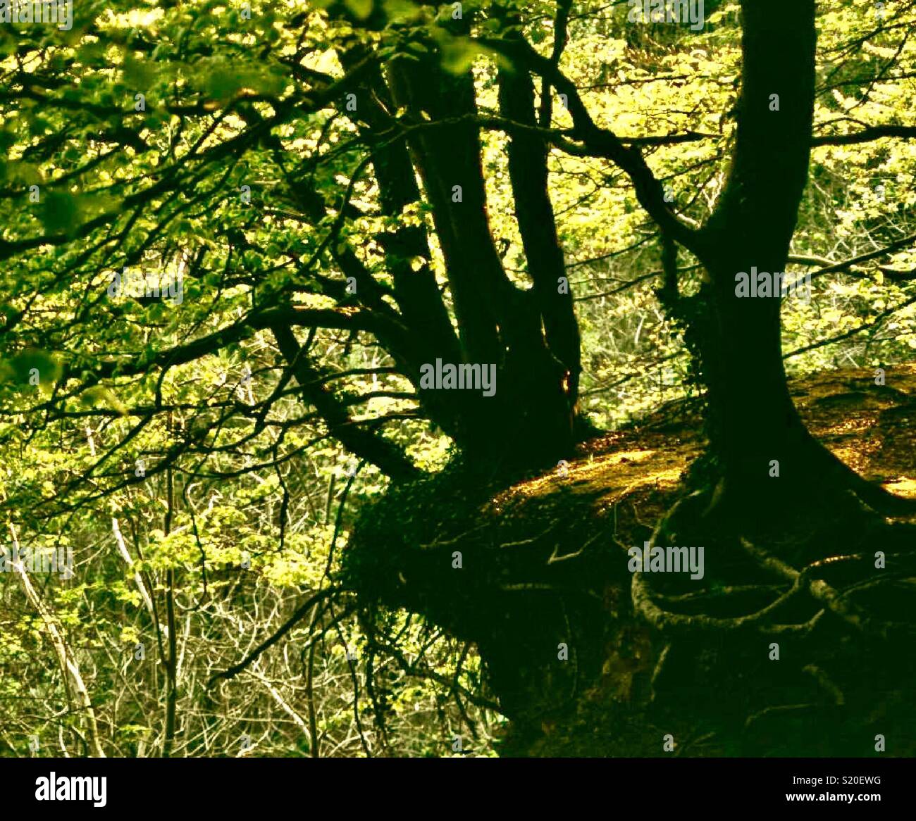 Trees on the Ledge Stock Photo - Alamy