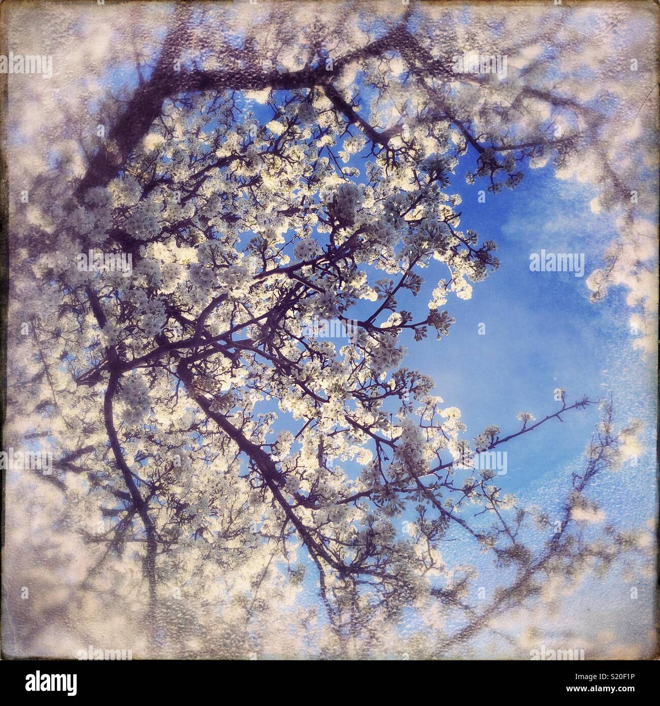 Cold spring blossoms Stock Photo - Alamy