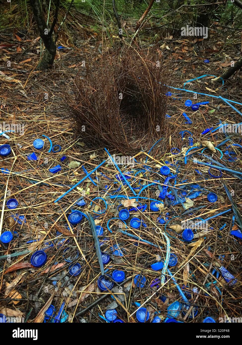 Bower and decorations constructed by a Satin Bowerbird (Ptilonorhynchus ...