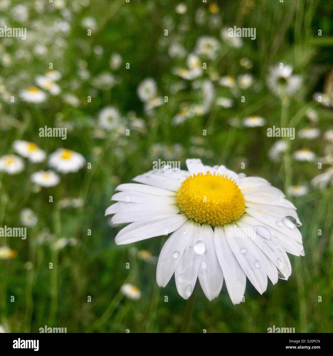 New zealand daisy hi-res stock photography and images - Alamy
