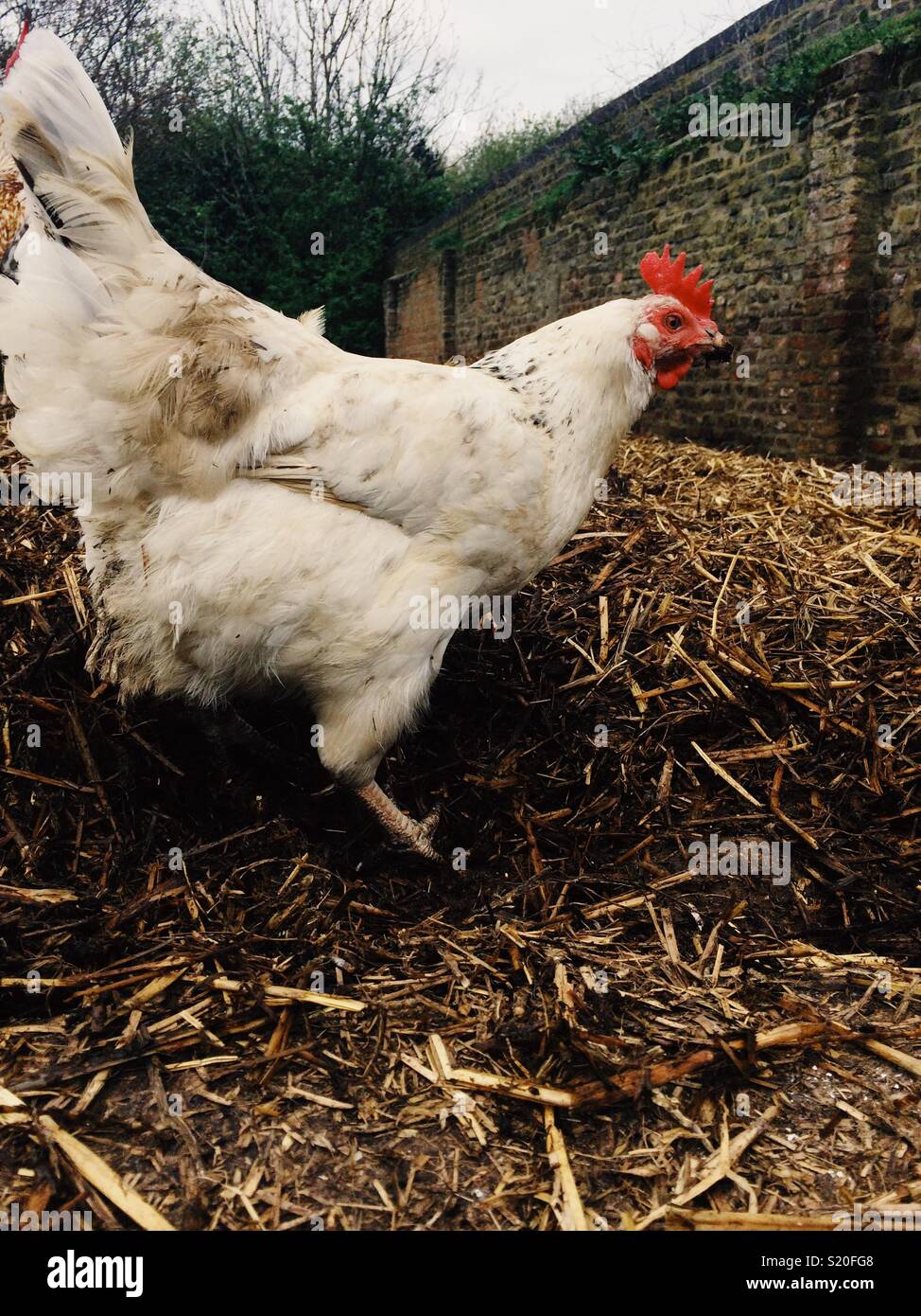 Pile of hay hi-res stock photography and images - Alamy