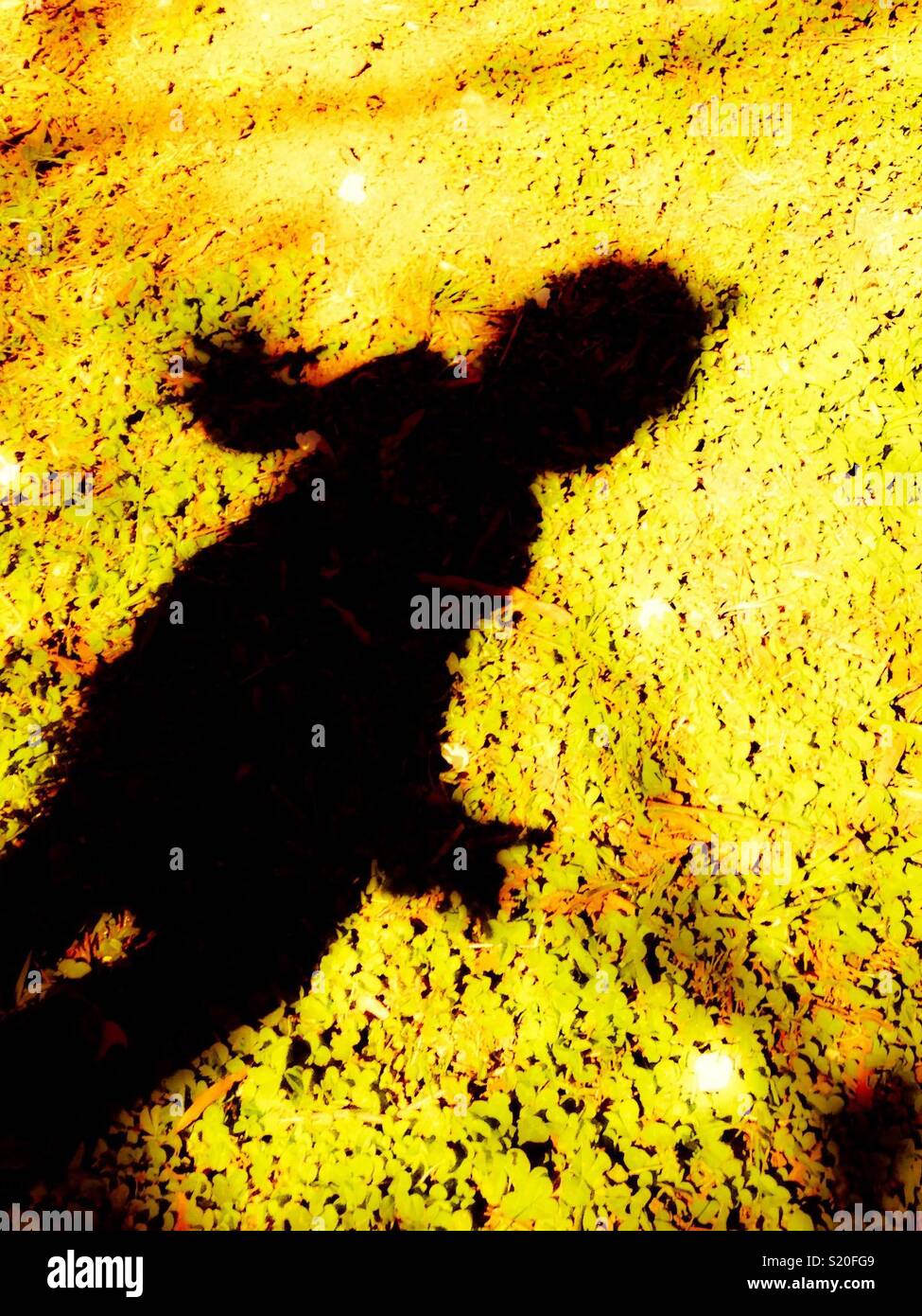 Shadow run hi-res stock photography and images - Alamy