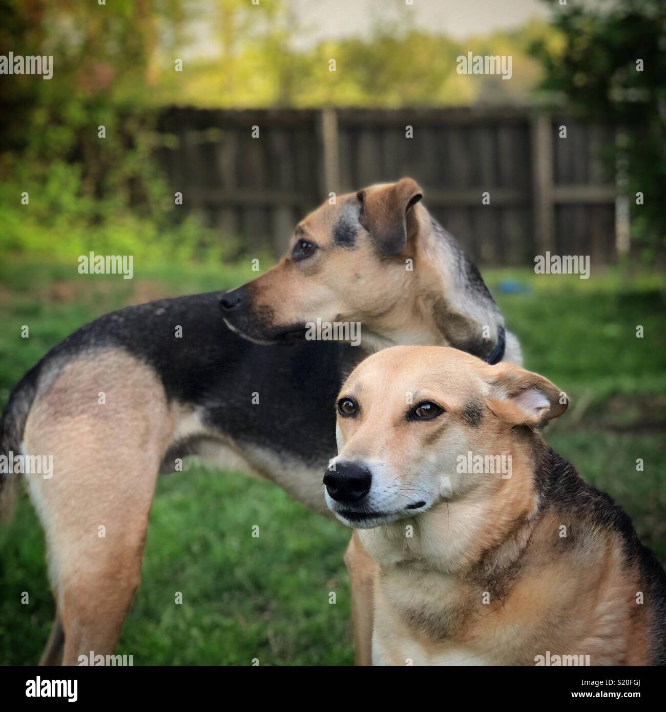 Best buddies hi-res stock photography and images - Alamy