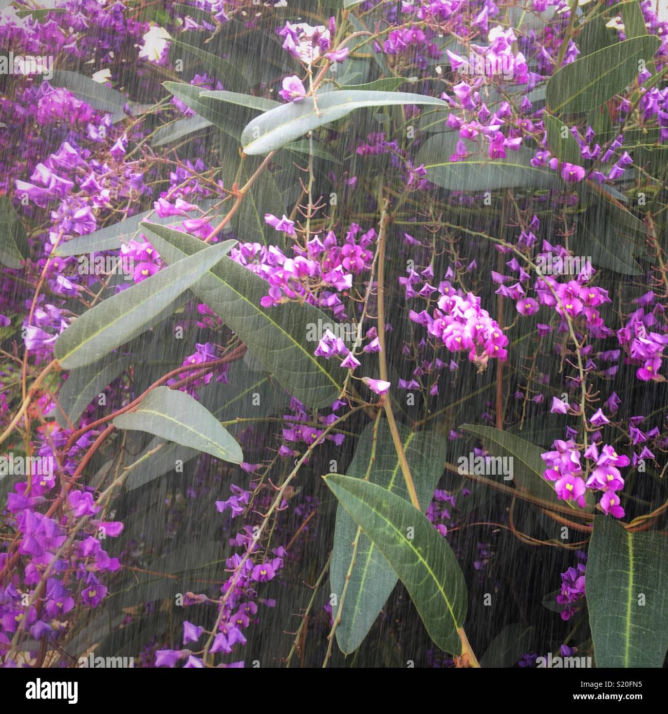 Phalaenopsis aphrodite Rchb. F. In full bloom and in the rain Stock ...