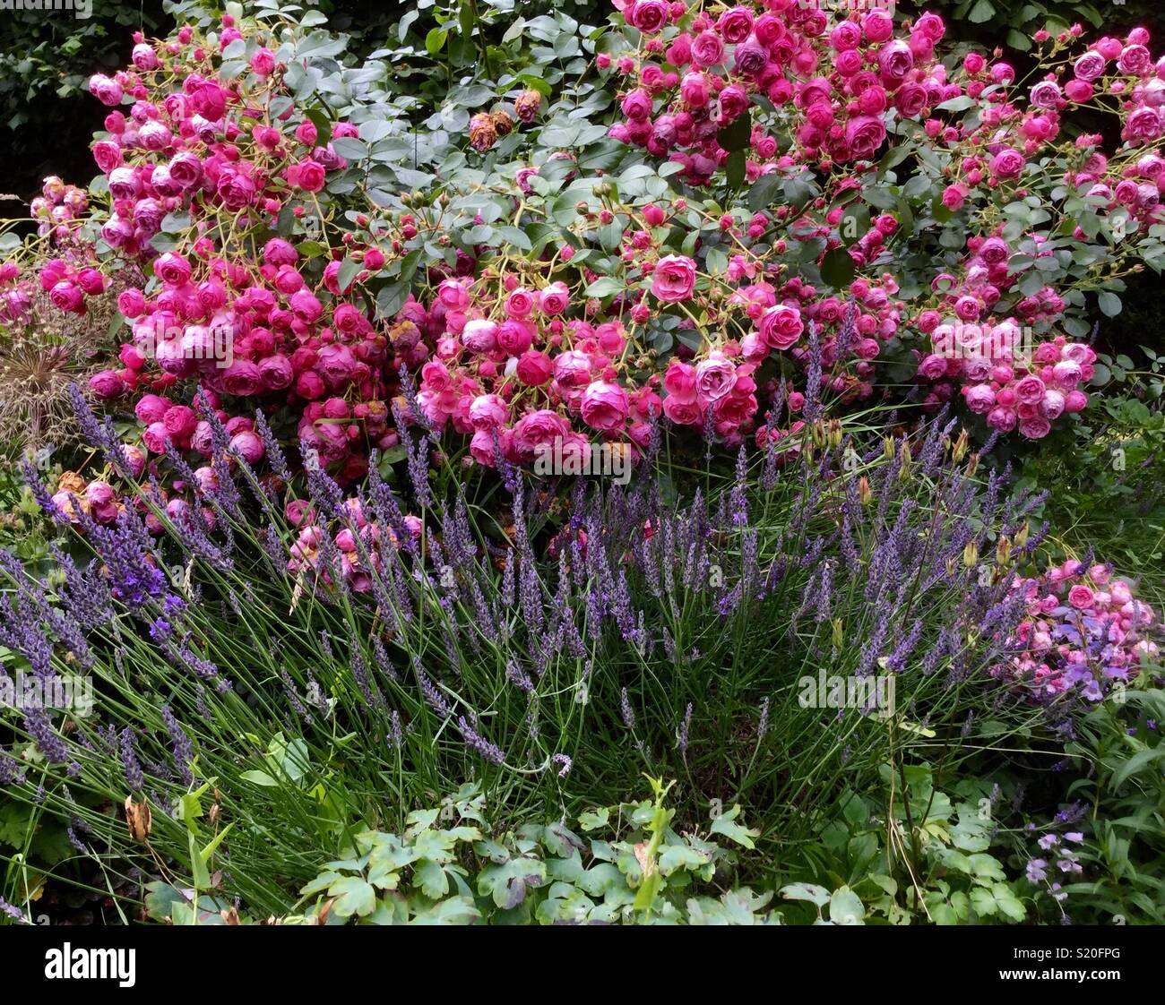 Lavender Roses Stock Photos & Lavender Roses Stock Images - Alamy