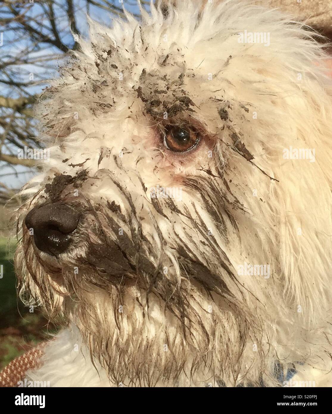 Mucky hi-res stock photography and images - Alamy