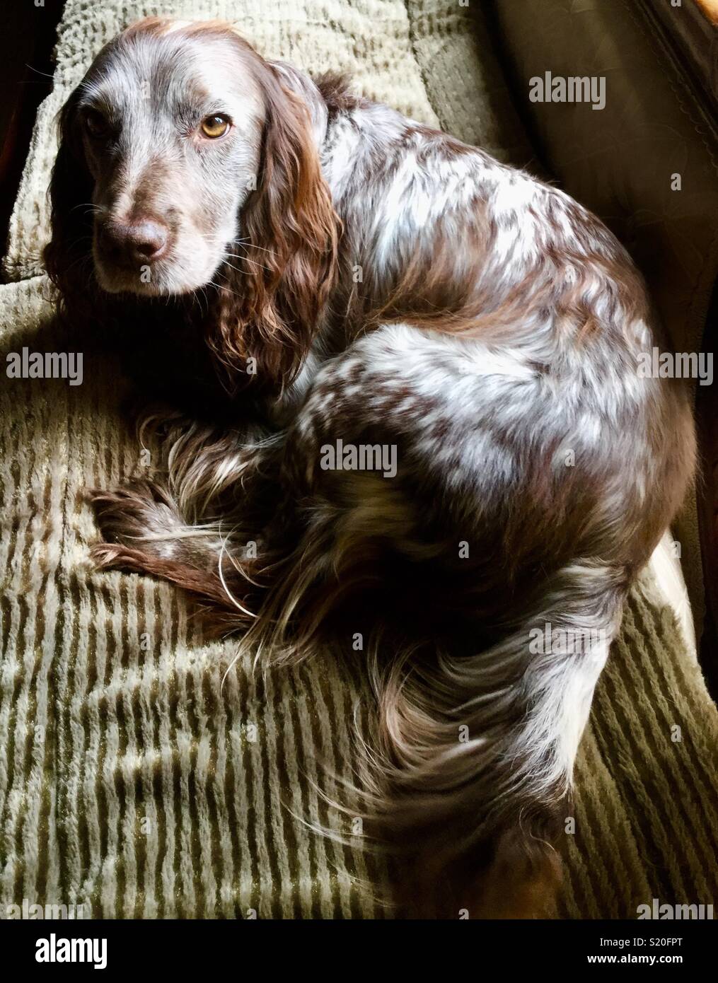 Working Cocker Spaniel Stock Photo - Alamy