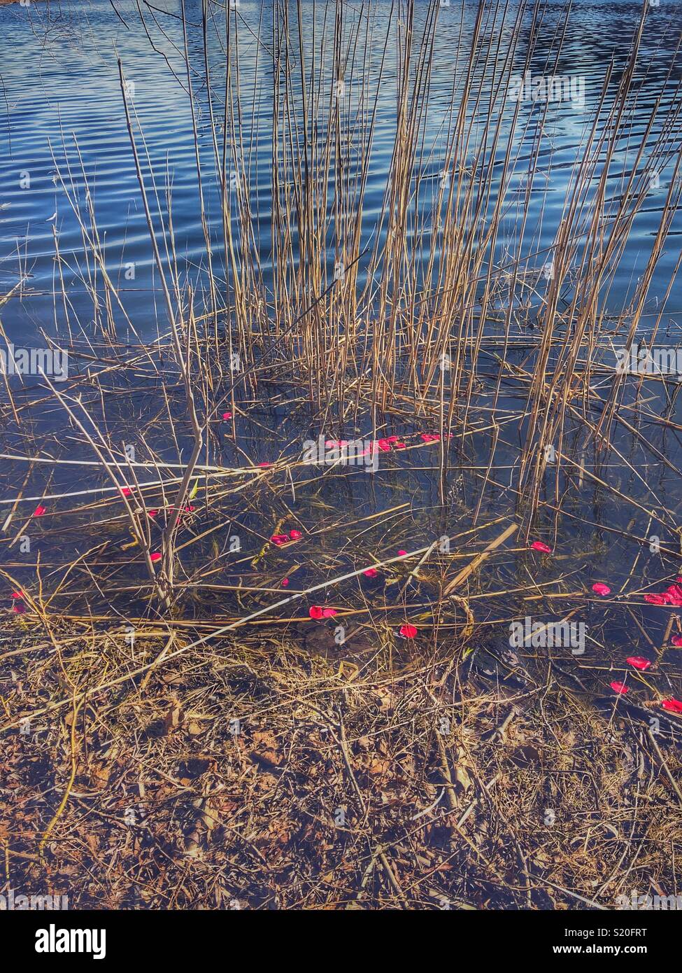 Red flower petals floating in a marsh Stock Photo - Alamy