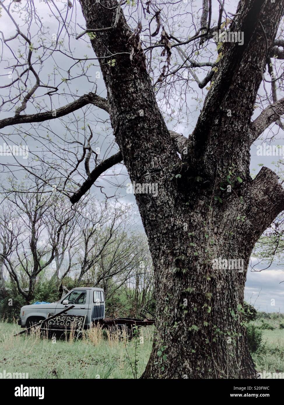 Pecan tree hi-res stock photography and images - Alamy