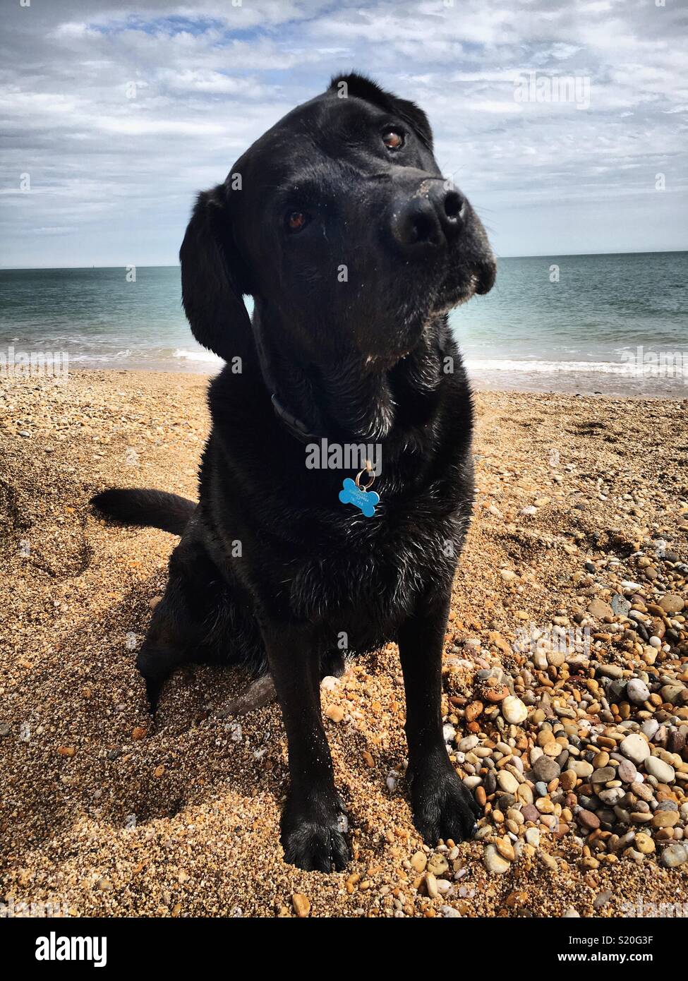 Black Labrador on beach Stock Photo - Alamy