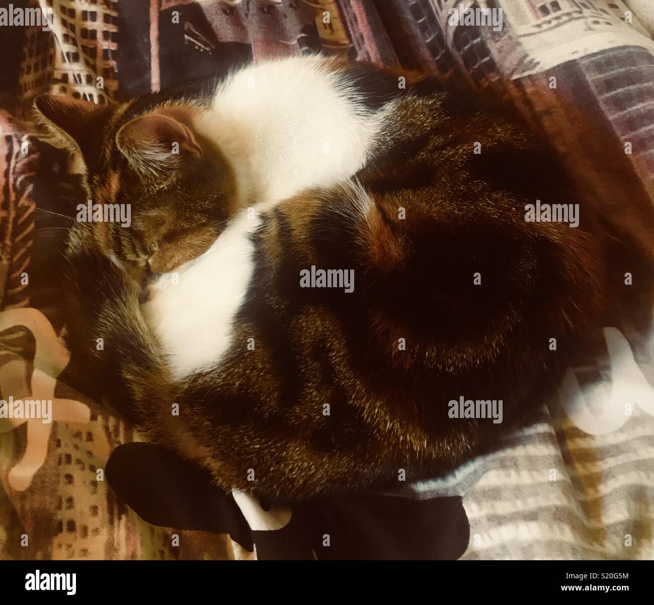 Curled up sleeping hi-res stock photography and images - Alamy