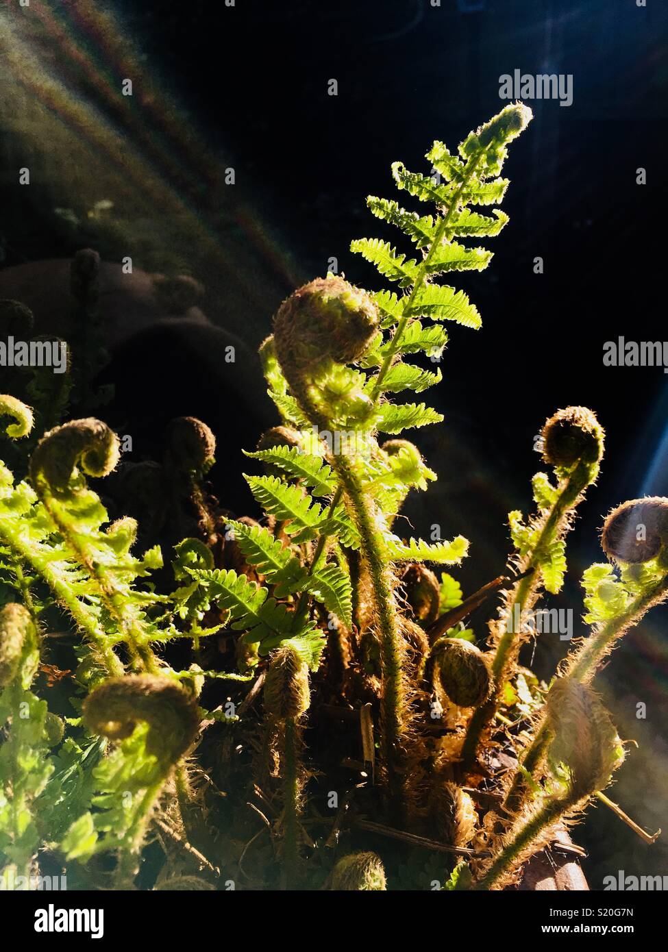 Ferns growing in early spring Sun Stock Photo - Alamy