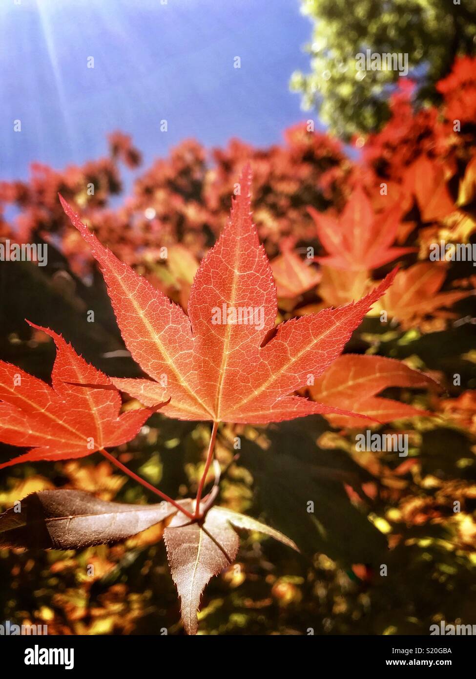 Red mable hi-res stock photography and images - Alamy