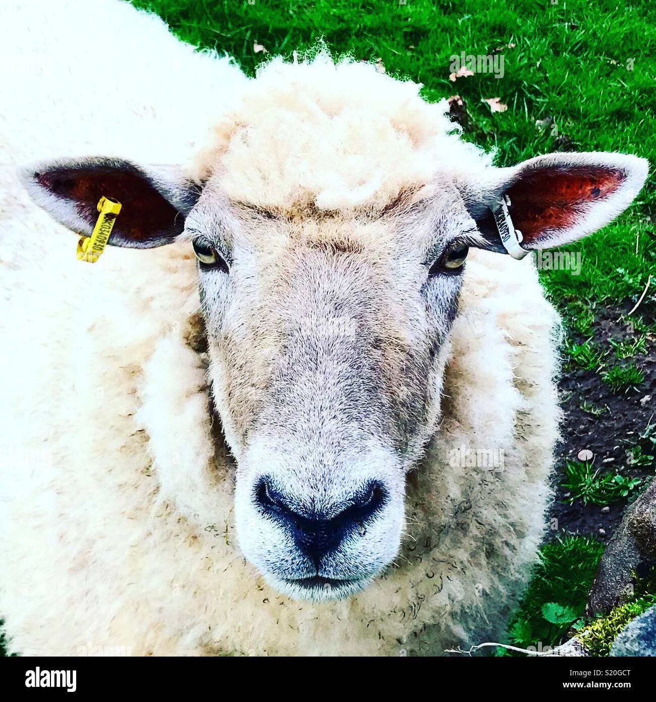 Sheep close up Stock Photo - Alamy