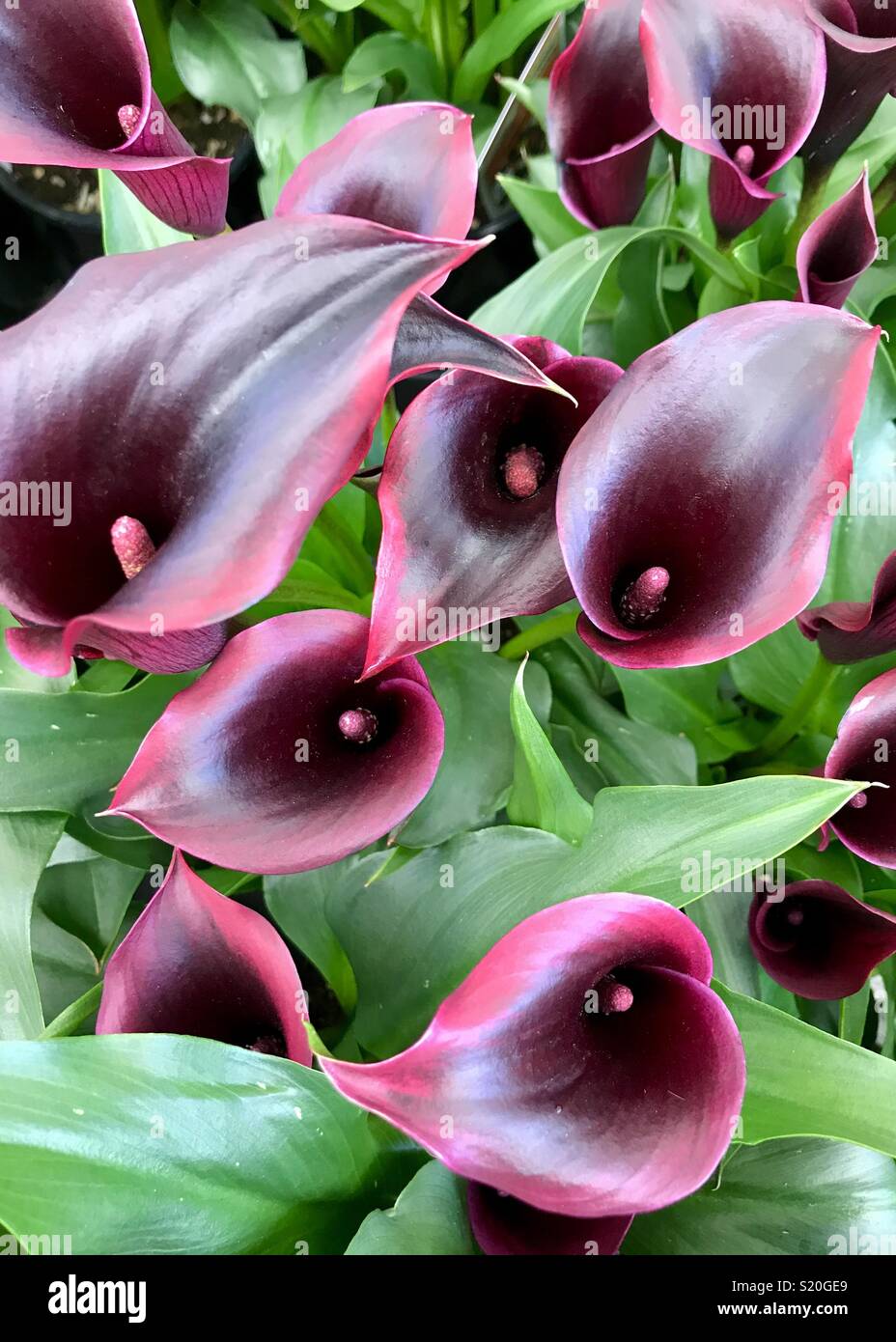 Beautiful Cala Lilies! Purple and black Stock Photo - Alamy