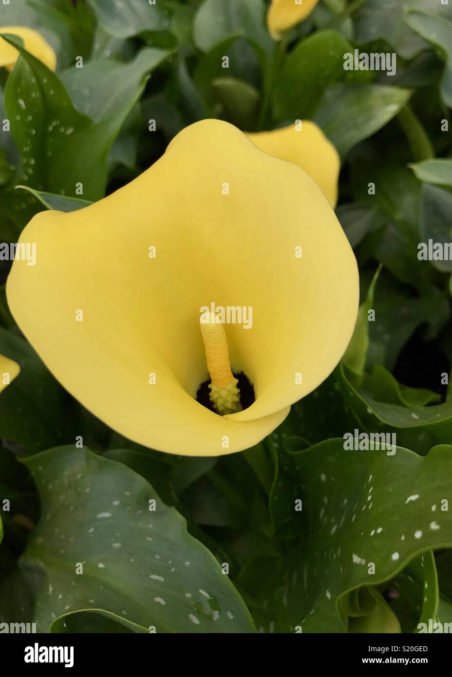 Cala lily hi-res stock photography and images - Alamy
