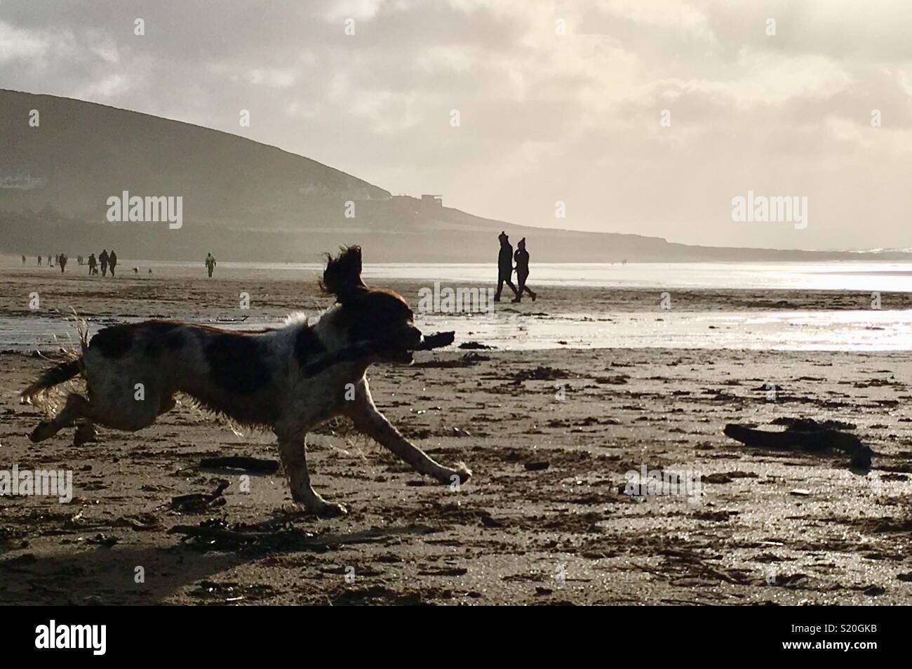 Dog bounding hi-res stock photography and images - Alamy