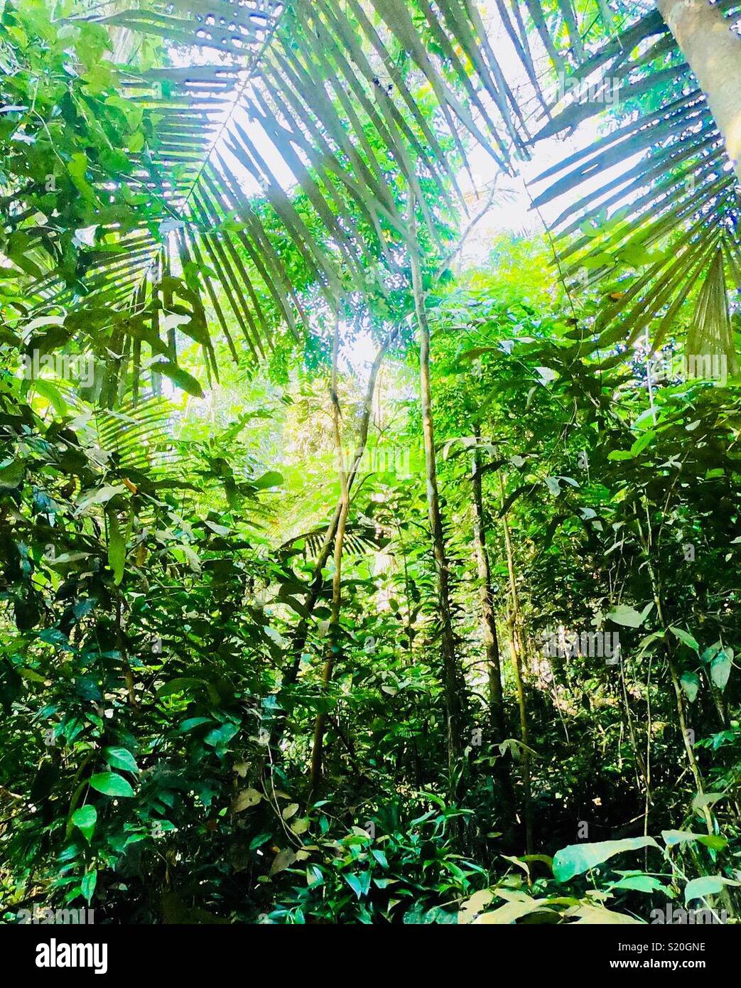 lush greenery in Kuala Lumpur, Malaysia Stock Photo - Alamy