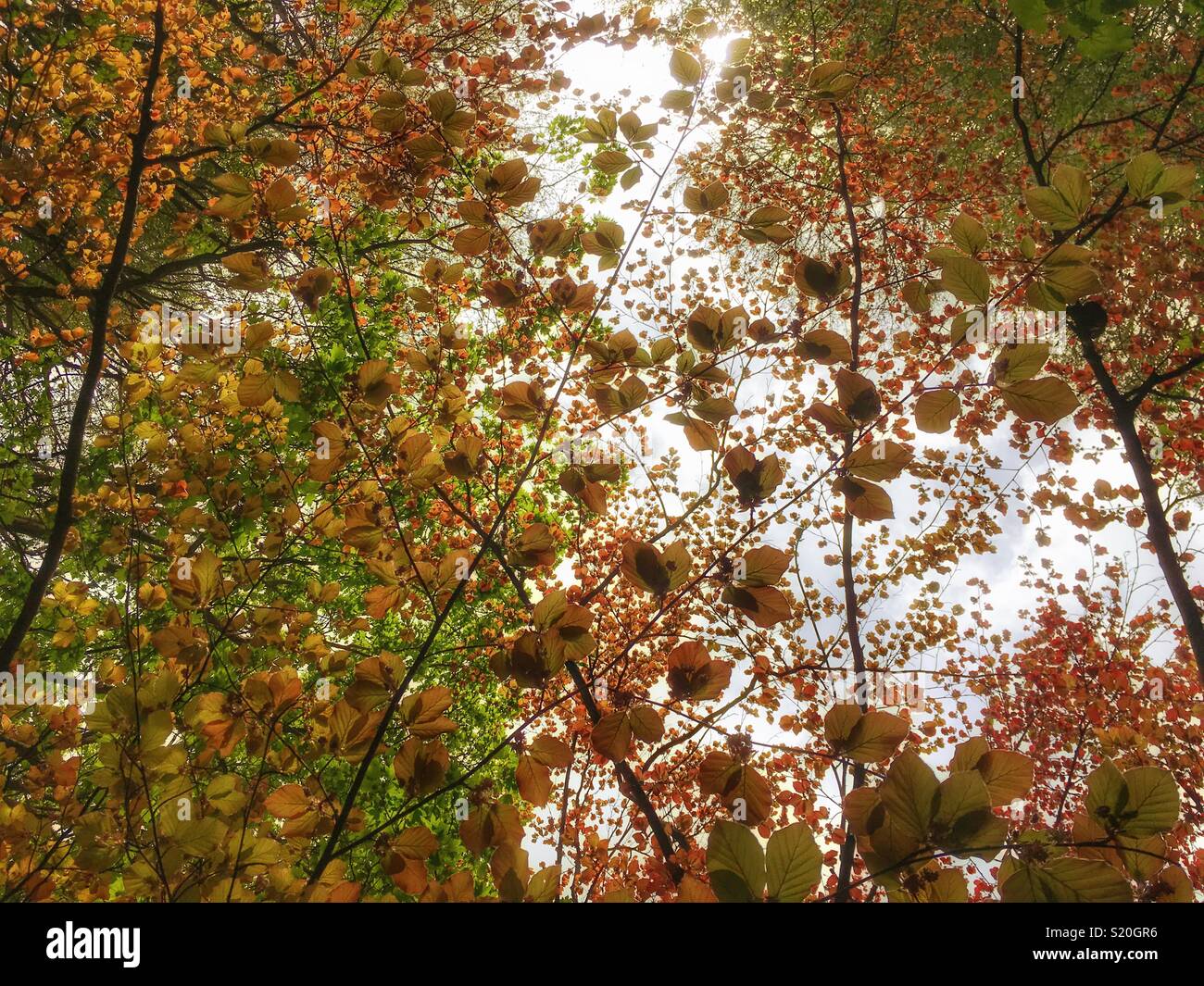 canopy-of-new-leaves-stock-photo-alamy