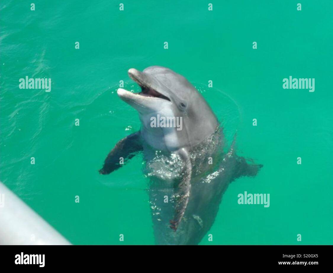Dolphin wildlife hi-res stock photography and images - Alamy