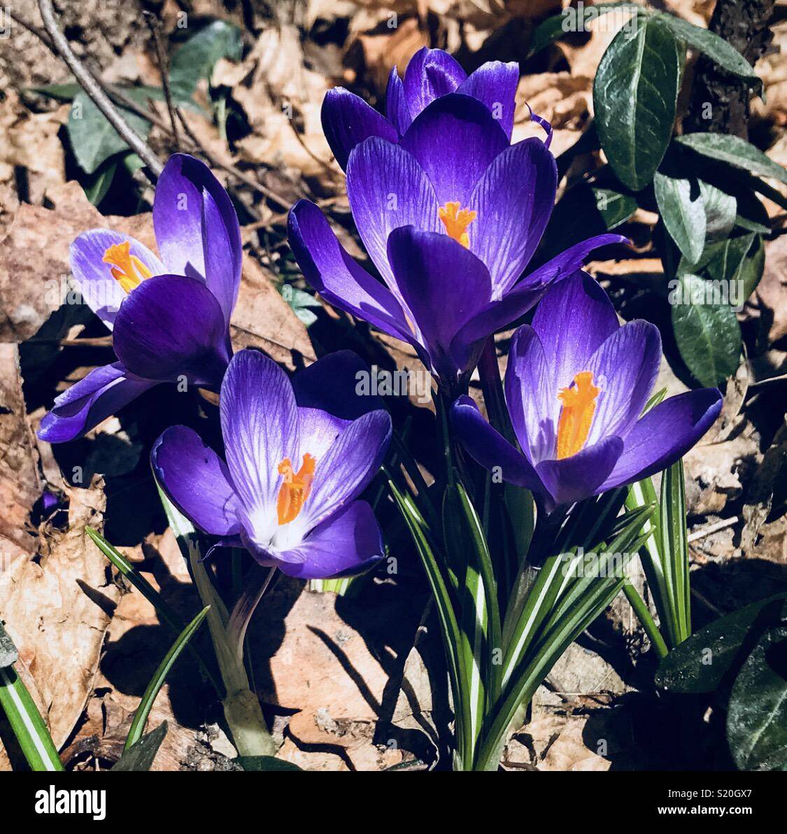 Purple crocus spring flowers crocus sativus saffron crocus spring ...