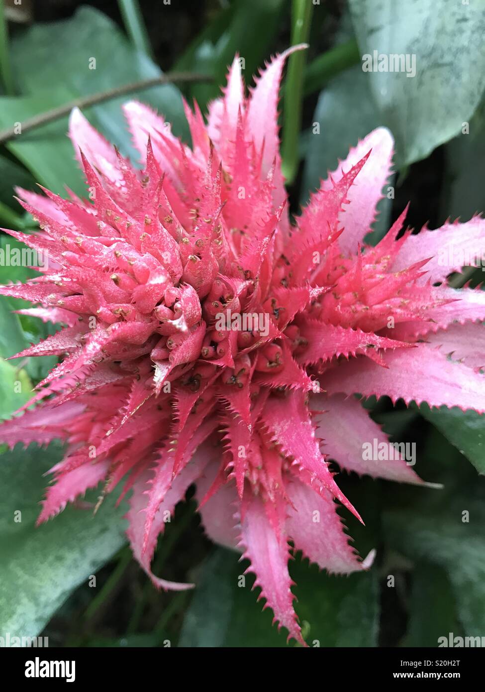 This nice flower is from the Kew Gardens Stock Photo - Alamy