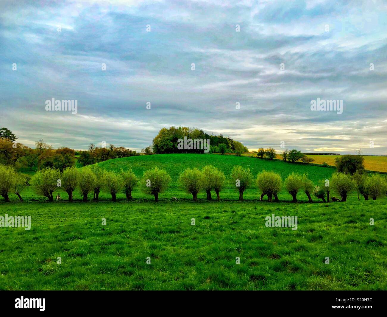 Green Trees in a Row Stock Photo - Alamy