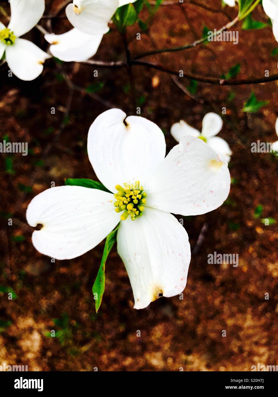A dogwood in bloom Stock Photo - Alamy